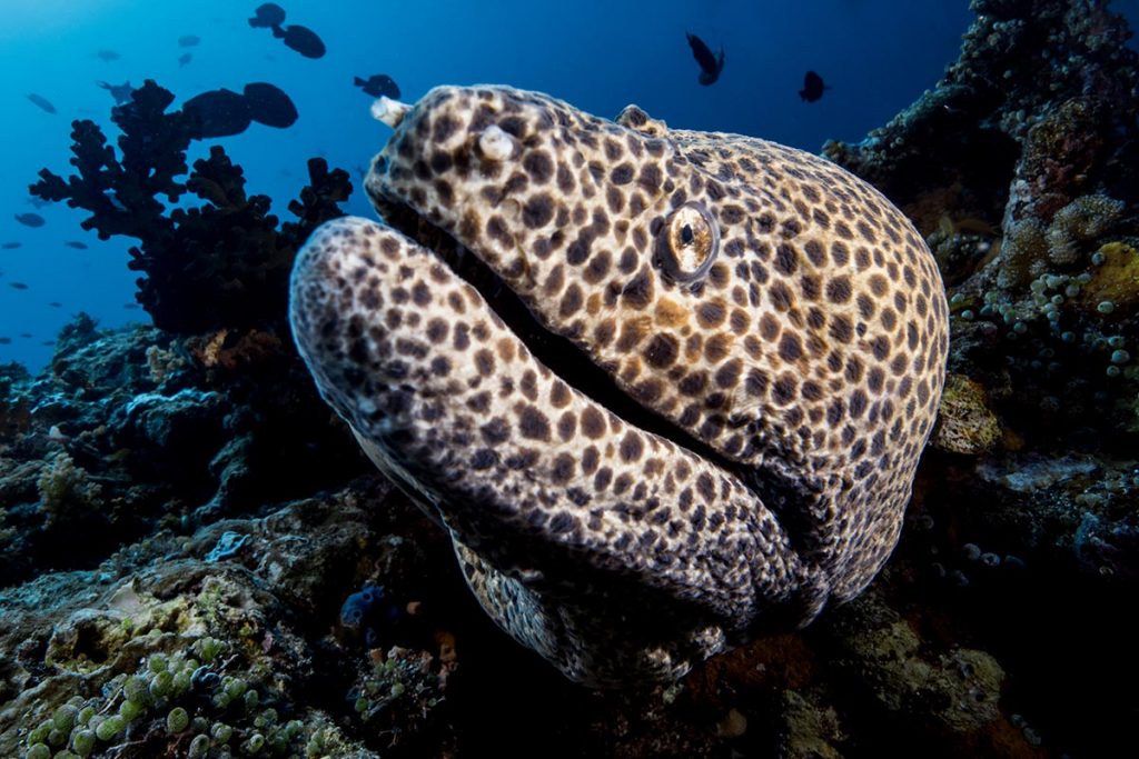 Halmahera Diving Liveaboard - Mermaid Liveaboard