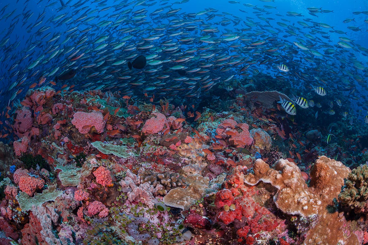 Komodo Liveaboard | 8 & 10 Days | Mermaid Liveaboards