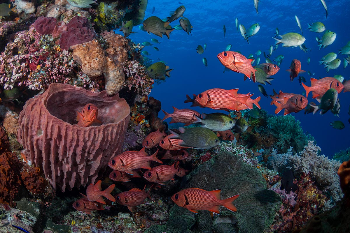 Maumere - Komodo - Bali - Mermaid Liveaboards