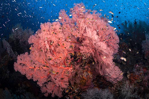 Batu Mandi - Mermaid Liveaboards