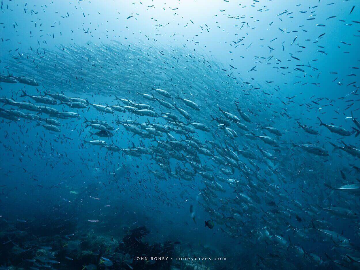 Biodiversity Super Special Raja Ampat-Banda Sea-Forgotten Islands-Ambon ...