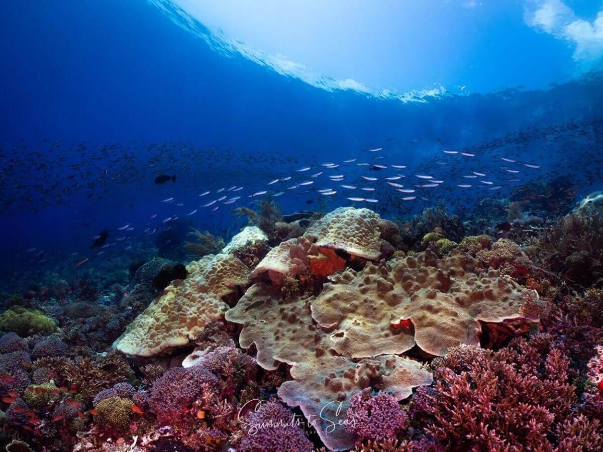 Alor Tauchen- Mermaid Liveaboards