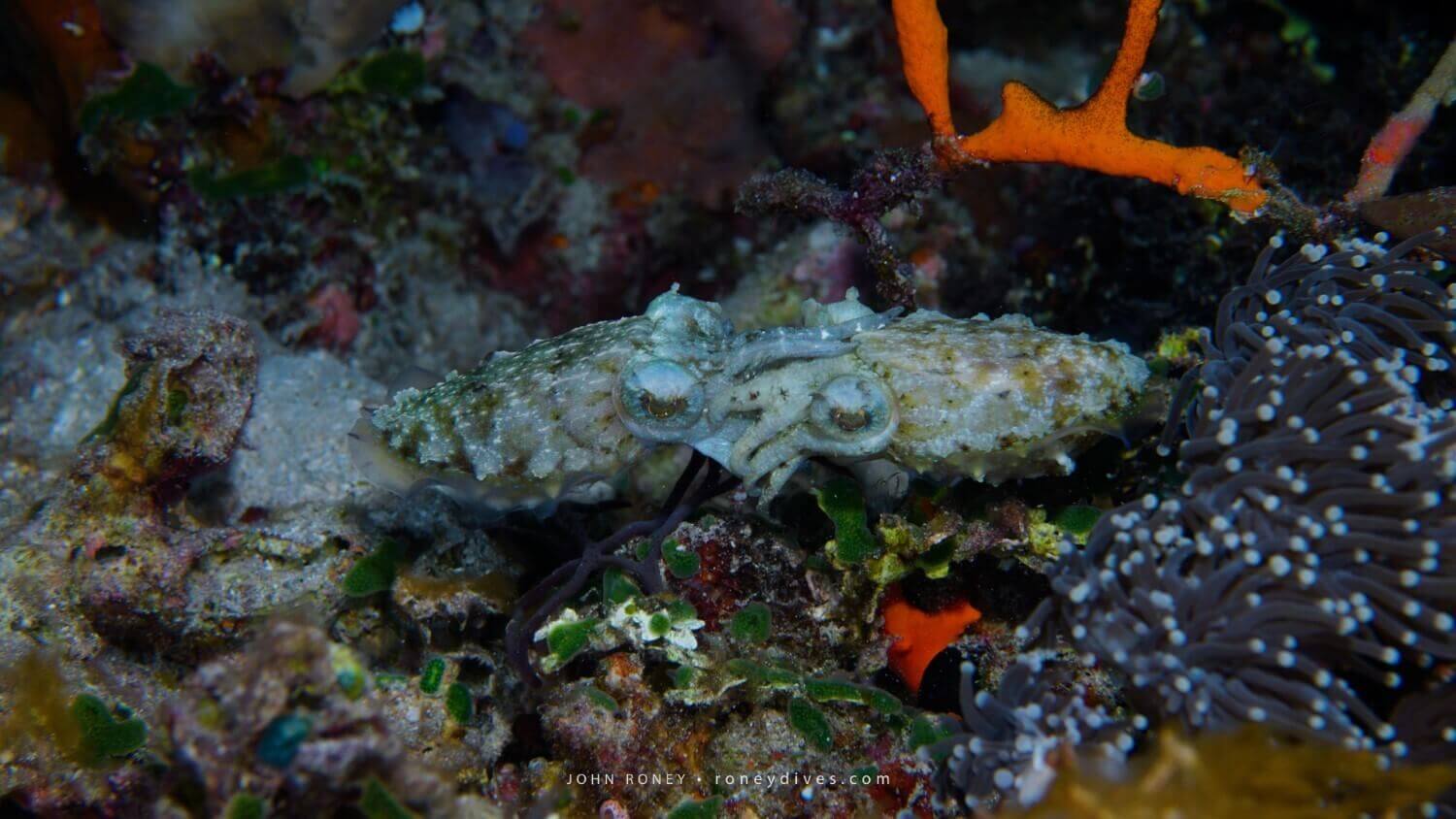 Incredibly Unique Encounters - Mermaid Liveaboards