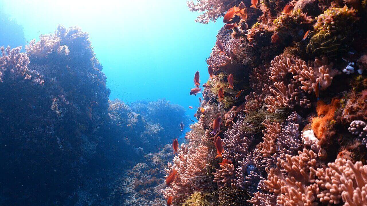 The Vibrant Reefs of Komodo - Mermaid Liveaboards