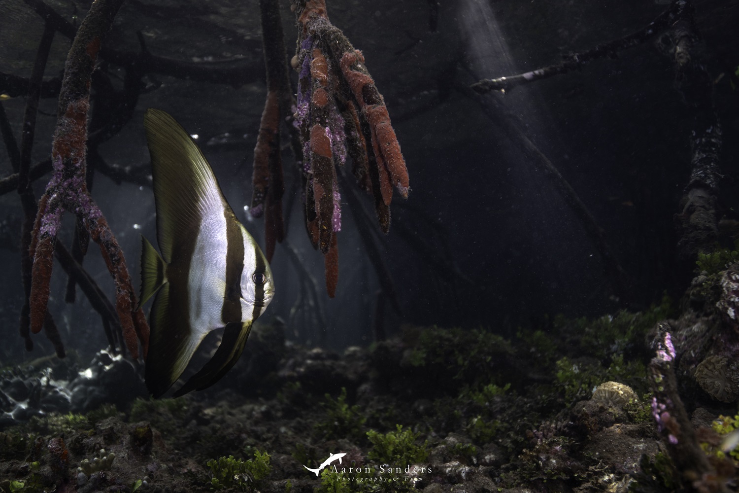 Aaron Sanders - Mermaid Liveaboards