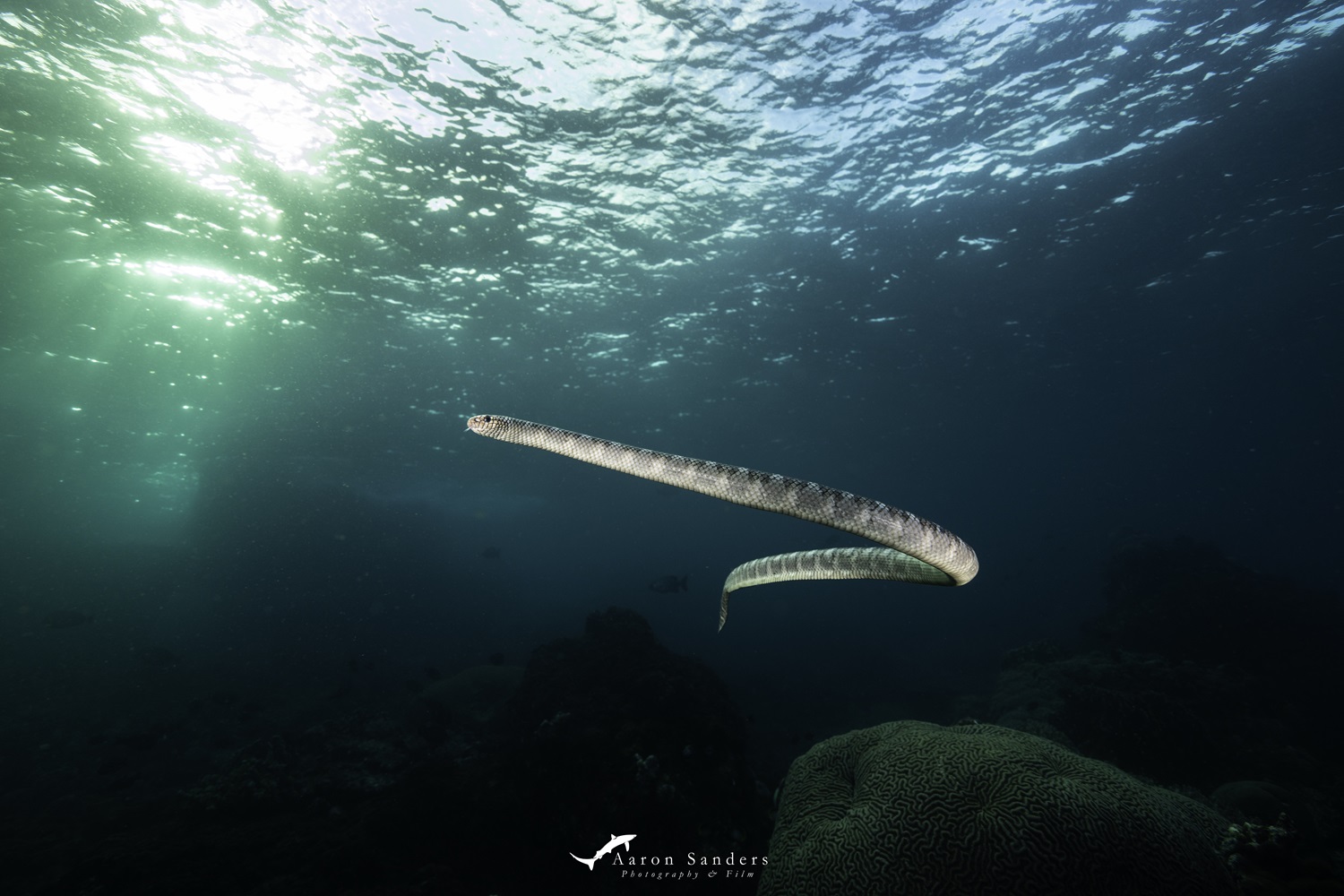 Aaron Sanders - Mermaid Liveaboards