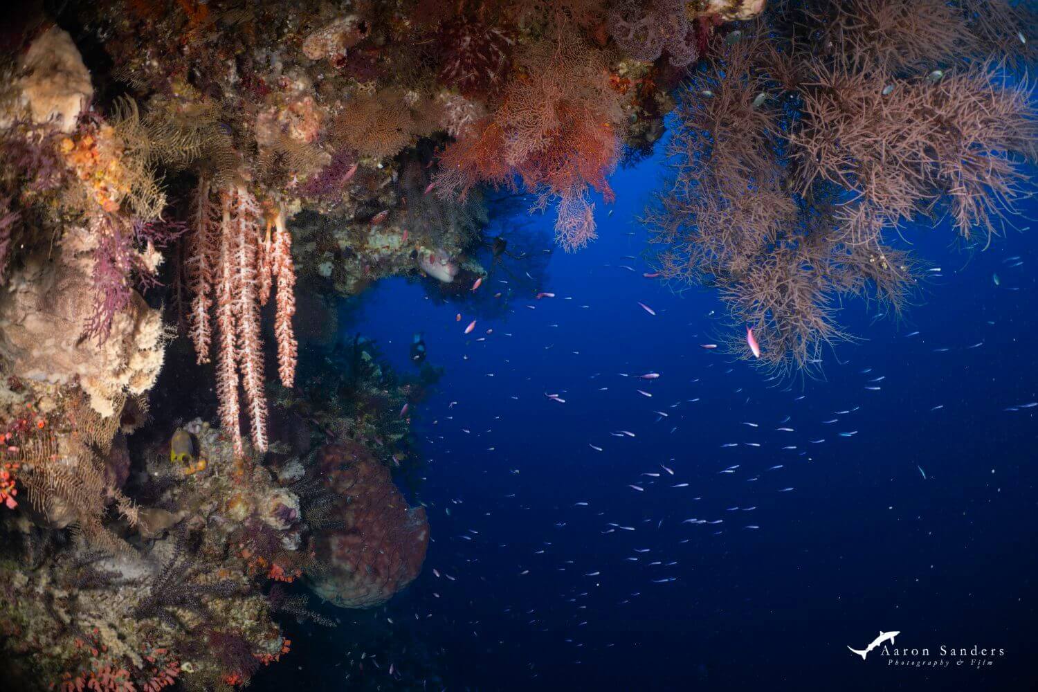 Biodiversity Super Special: Extraordinary Marine Environments - Mermaid ...