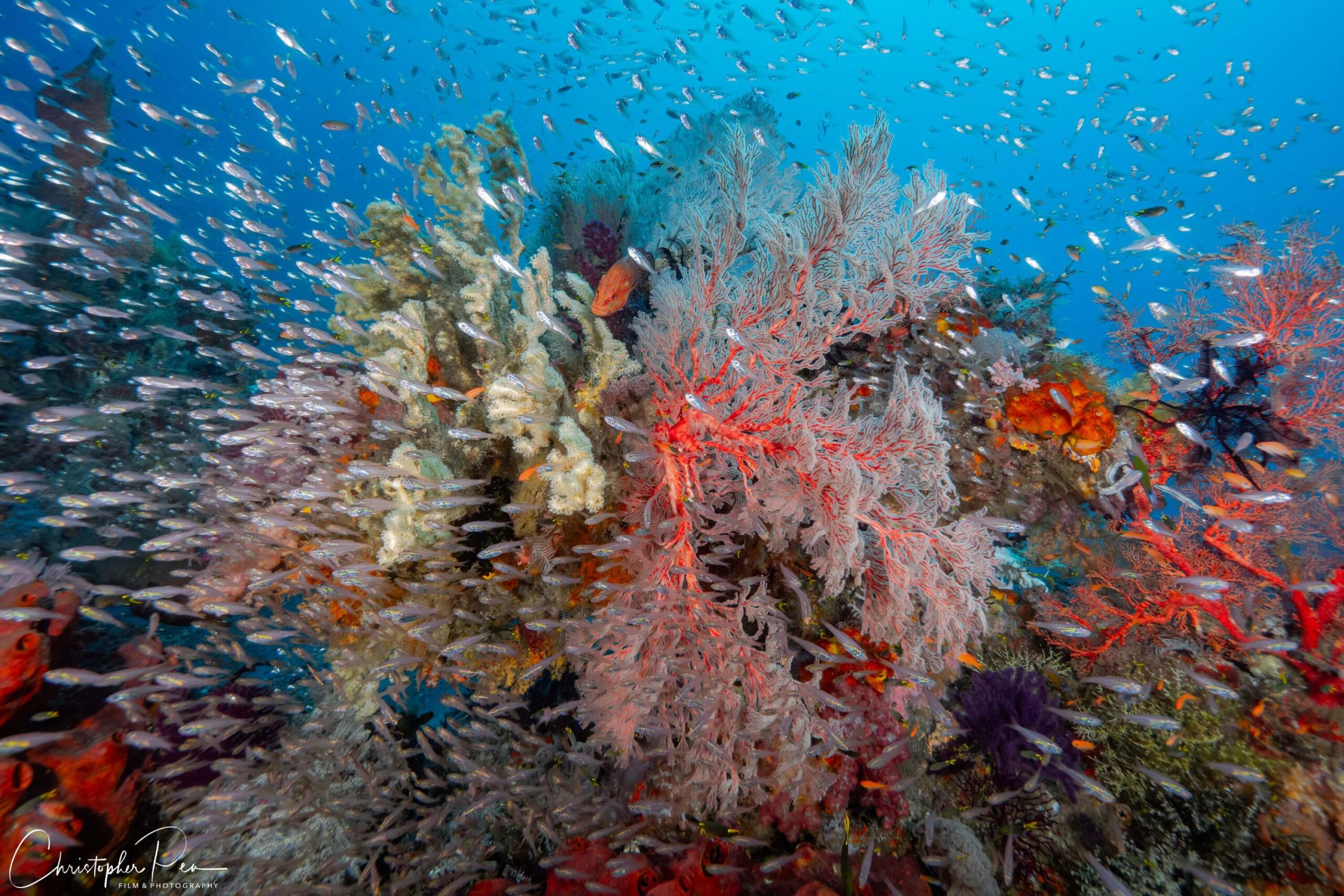 Amazing Journey in Raja Ampat - Mermaid Liveaboards